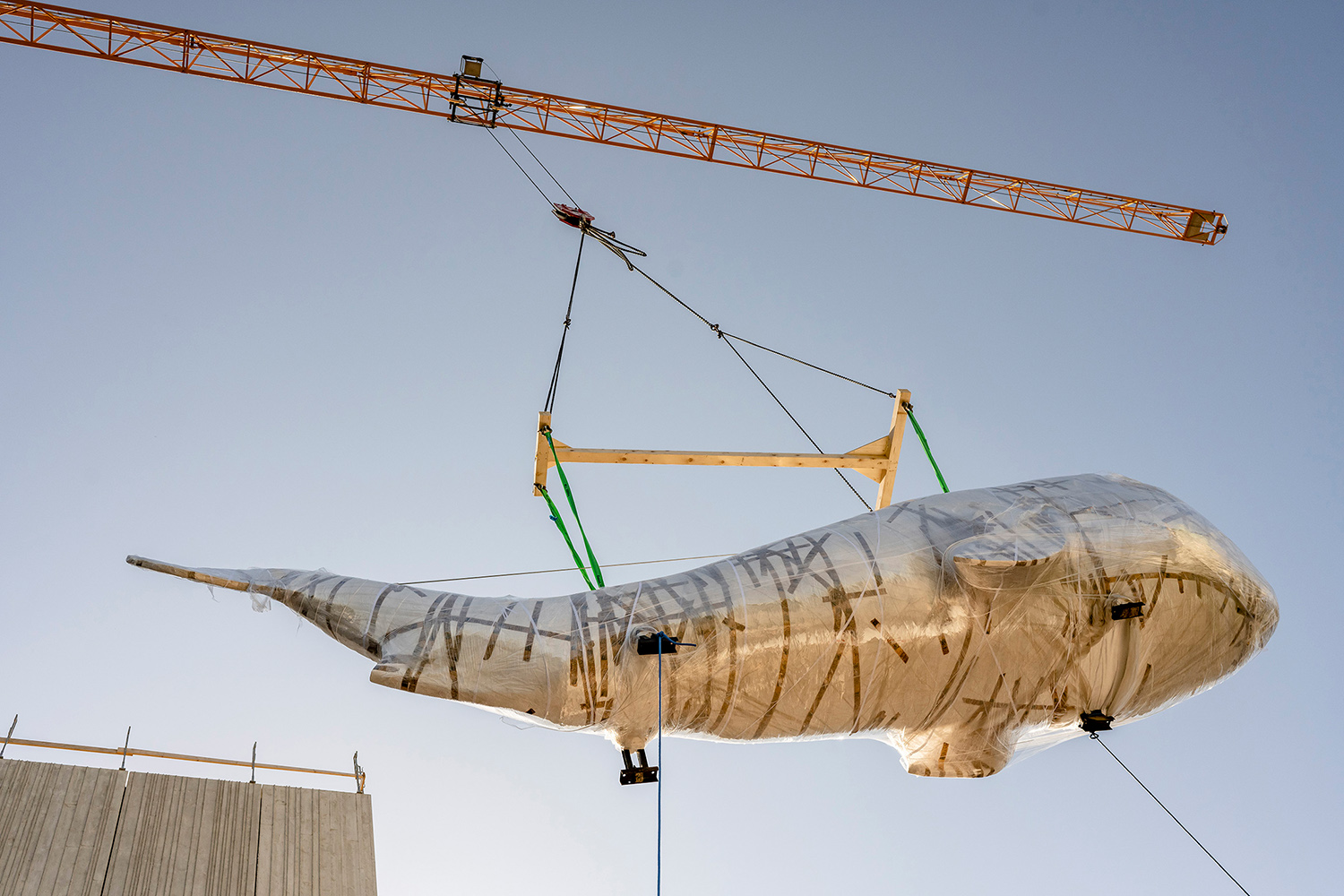 WIEN MUSEUM - Wie kommt der Walfisch ins Museum? — Museumseinblicke